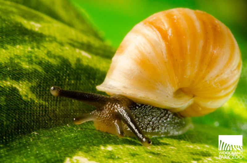 Tree Snails - Woodland Park Zoo Seattle WA