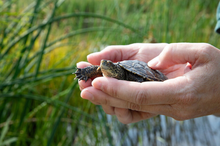 Zoo Doo Compost - Woodland Park Zoo
