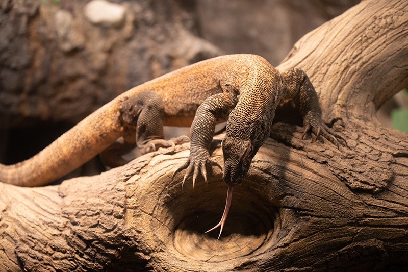 Reptile Realm - Woodland Park Zoo