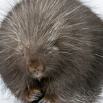 Meet the Animals - Woodland Park Zoo