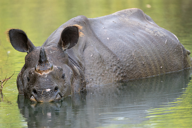 Rhino Conservation - Woodland Park Zoo