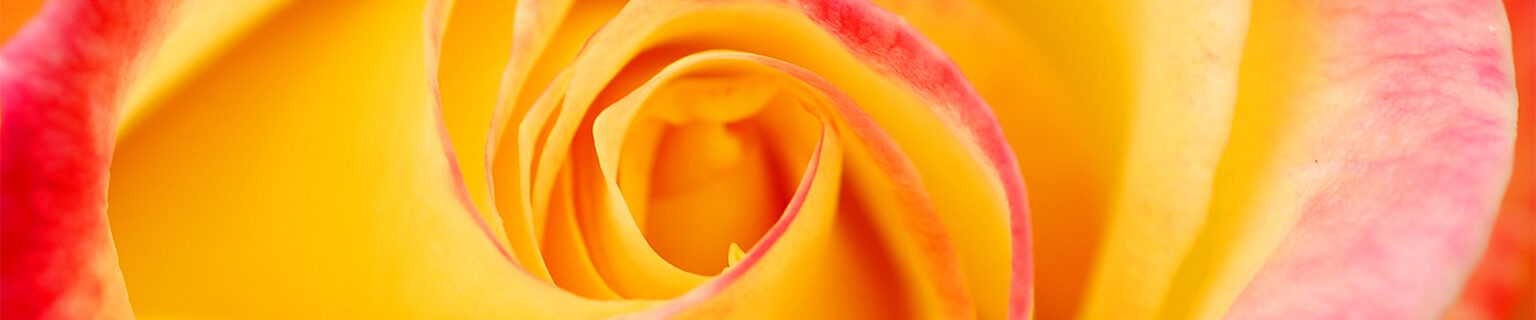 Rose Garden - Woodland Park Zoo