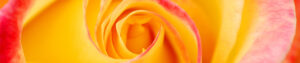 Rose Garden - Woodland Park Zoo