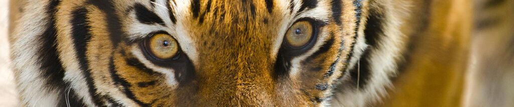 Malayan Tiger Project - Woodland Park Zoo