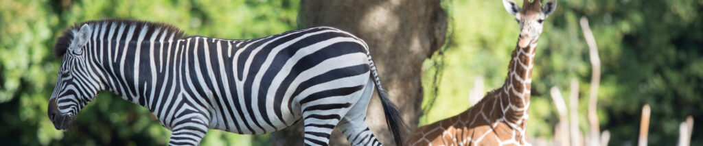 Zoo Doo Compost - Woodland Park Zoo