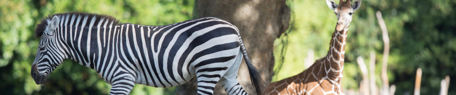 Zoo Doo Compost - Woodland Park Zoo