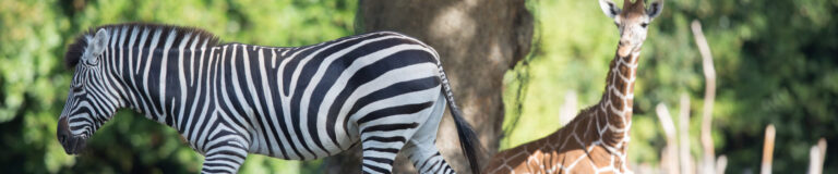 Zoo Doo Compost - Woodland Park Zoo