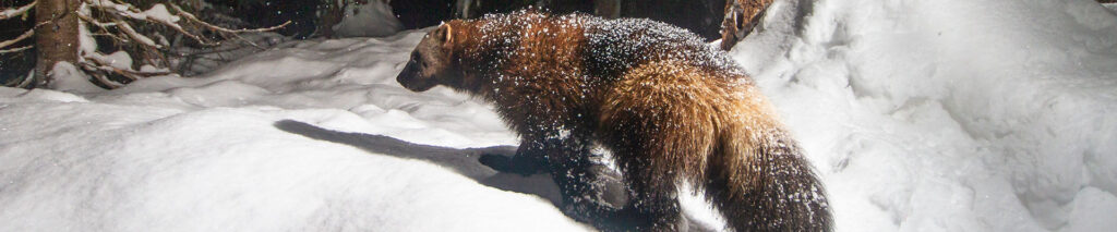 Wolverine Conservation - Woodland Park Zoo
