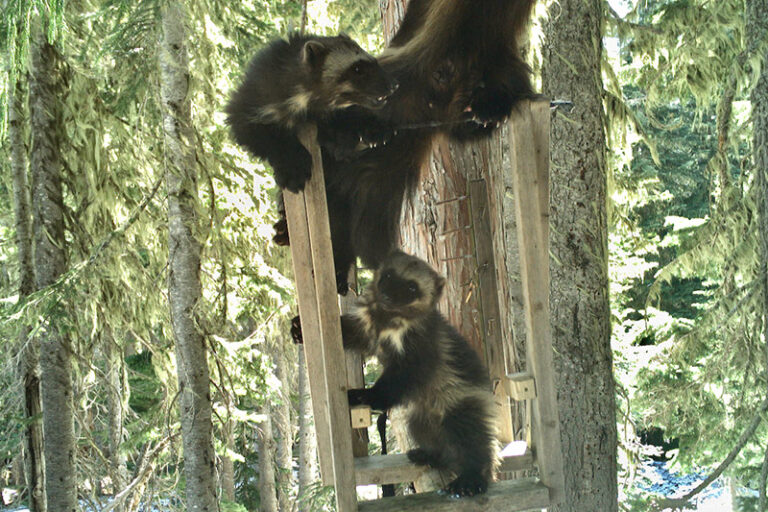 Wolverine Conservation - Woodland Park Zoo